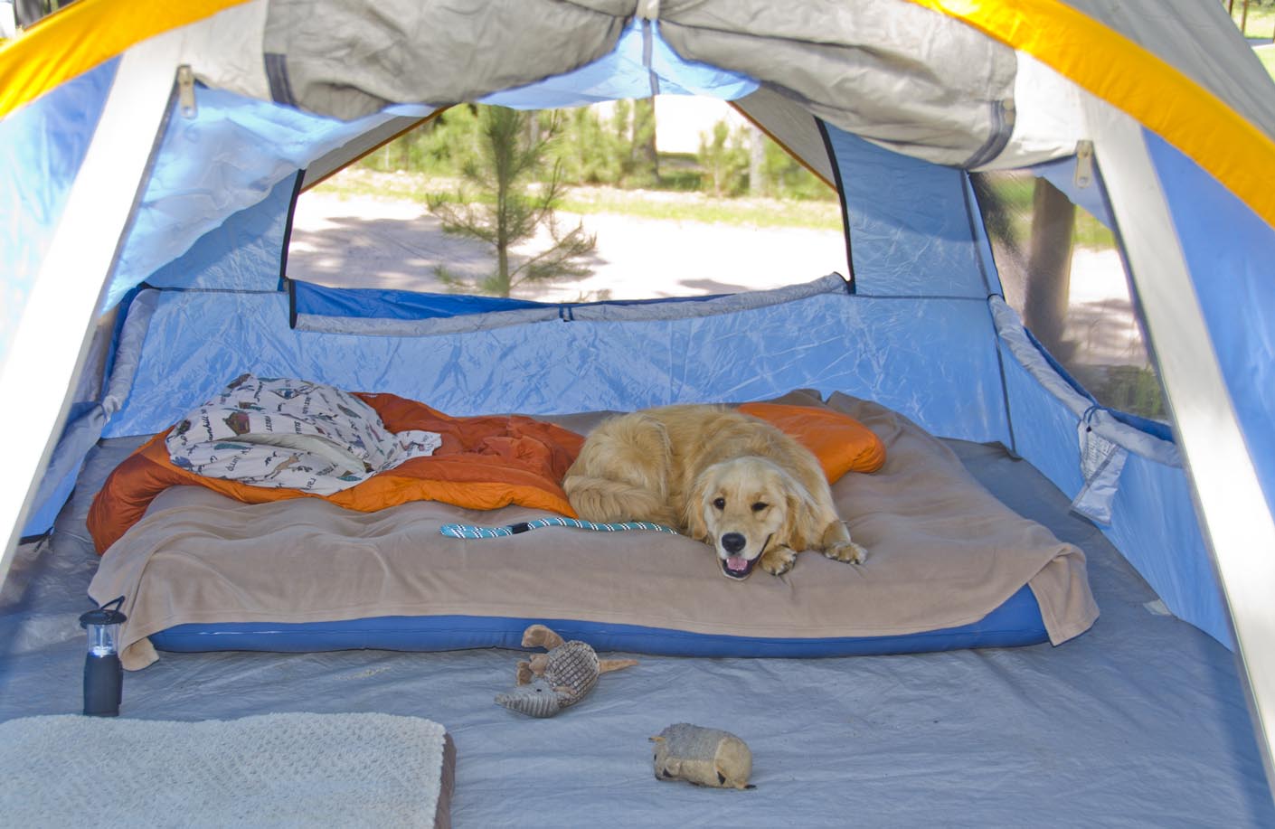Best Camping Gear for Dogs | Outdoorsy.com