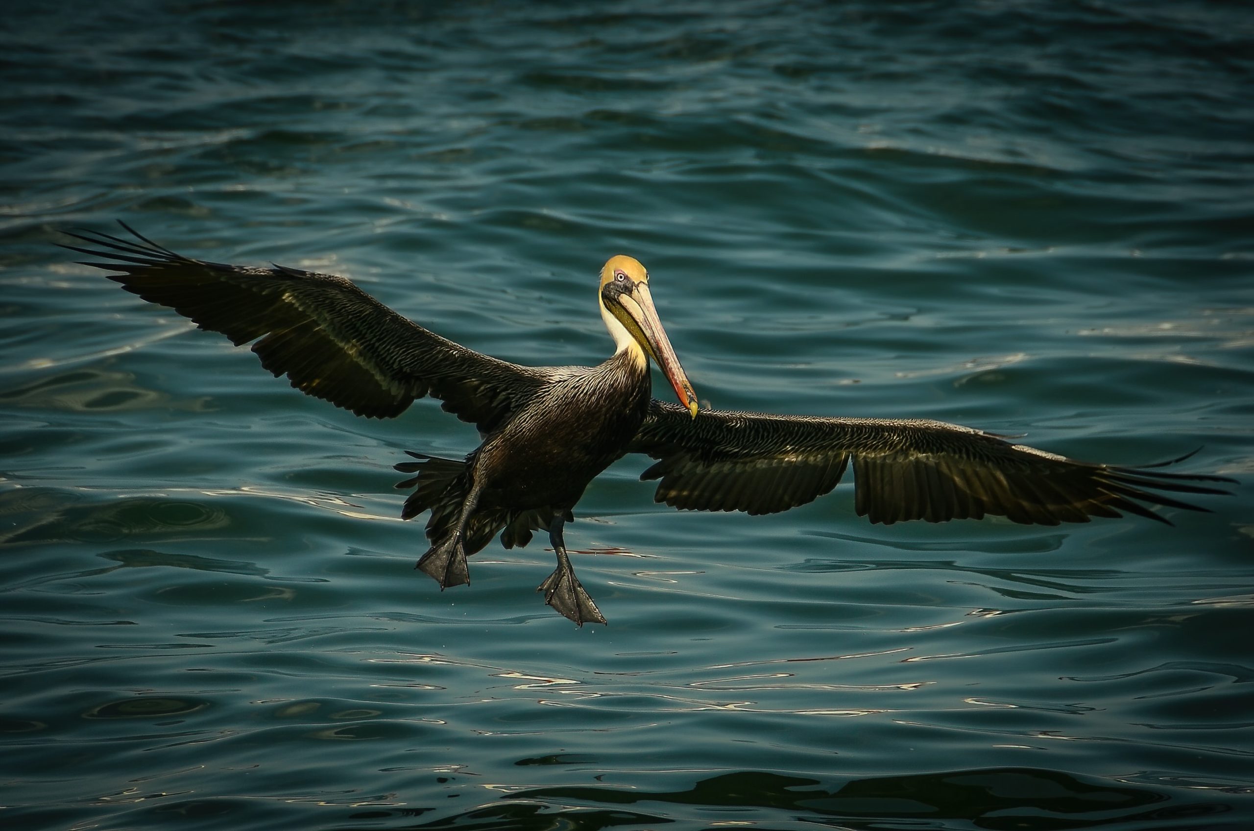 Top Places to View Wildlife in Florida | Outdoorsy.com