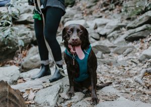 12 Dog-Friendly National Parks to Visit With Your Pet | Outdoorsy.com